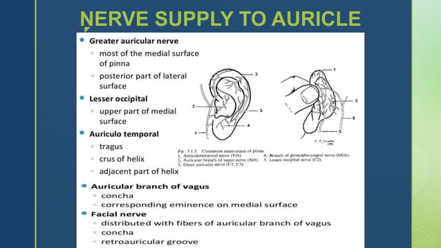OUTER EAR MASLP | PPT