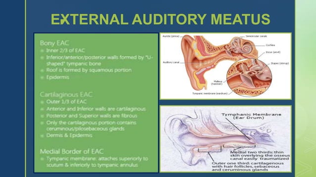OUTER EAR MASLP | PPT