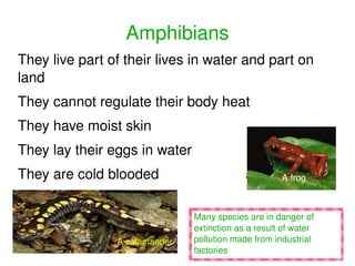 Animals and plants | ODP