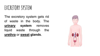 Unit 1 Inside your body 4th level | PPTX