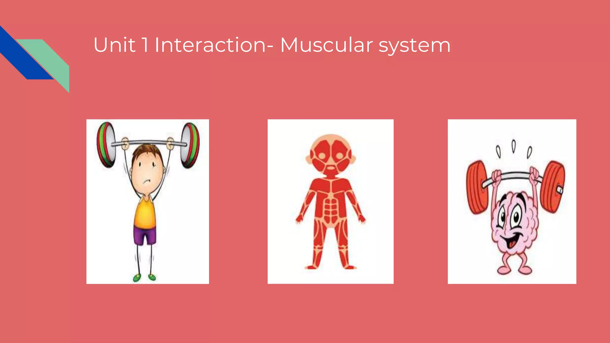 The Muscular System | PPT