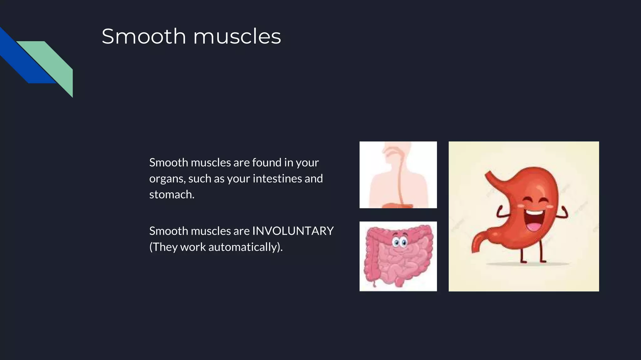 The Muscular System | PPT