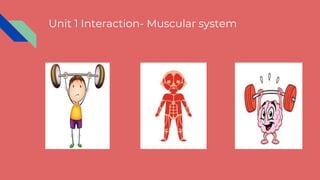 The Muscular System | PPT