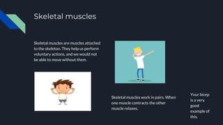 The Muscular System | PPT