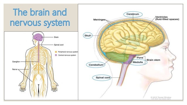 Area Natural Science: Unit 1 Interaction | PPT