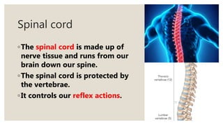 Area Natural Science: Unit 1 Interaction | PPT