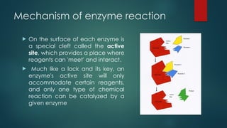Unit 1 Introduction to enzymes- Properties and enzyme action.pptx