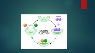 Unit 1 Introduction to enzymes- Properties and enzyme action.pptx