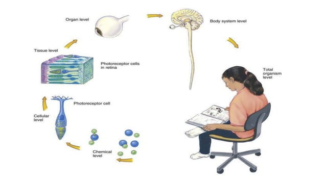 Unit 1 introduction to human body as a whole cna | PPT