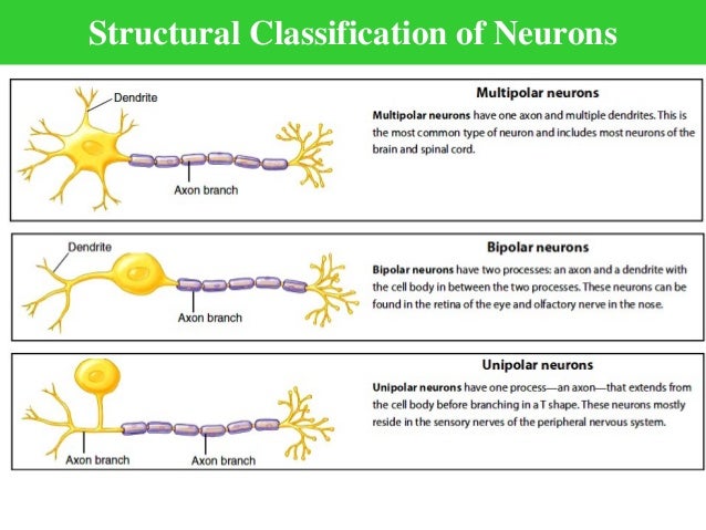 Unit 1 introduction to physiology