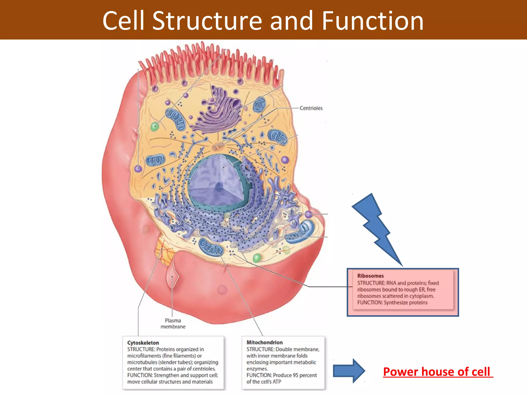 Unit 1 introduction to physiology | PPT