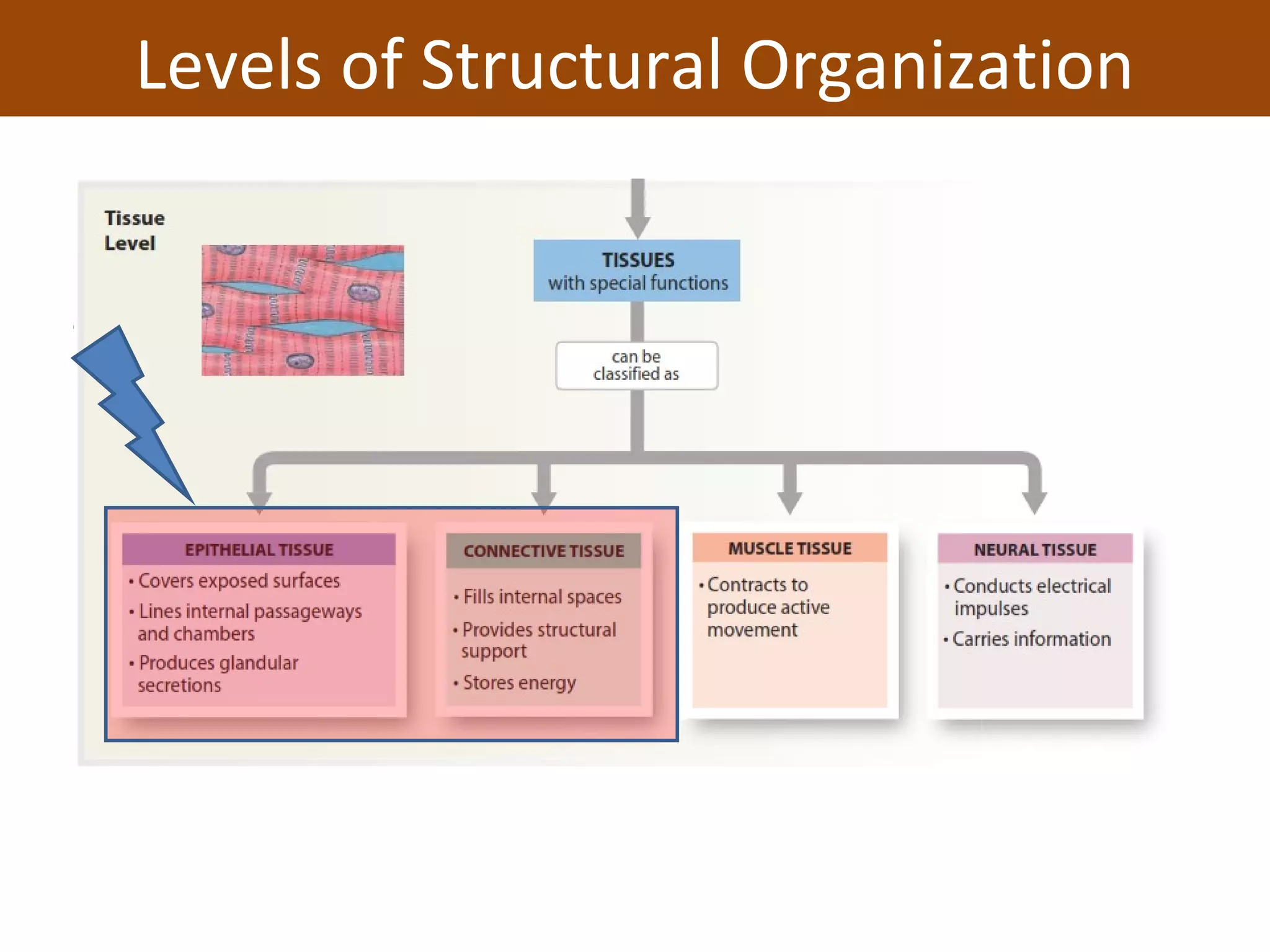 Unit 1 introduction to physiology | PPT