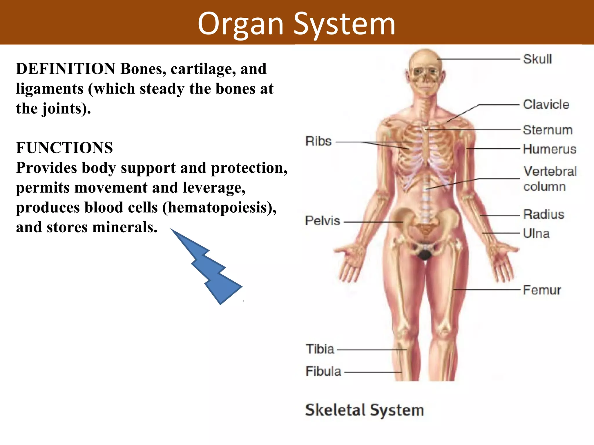 Unit 1 introduction to physiology | PPT