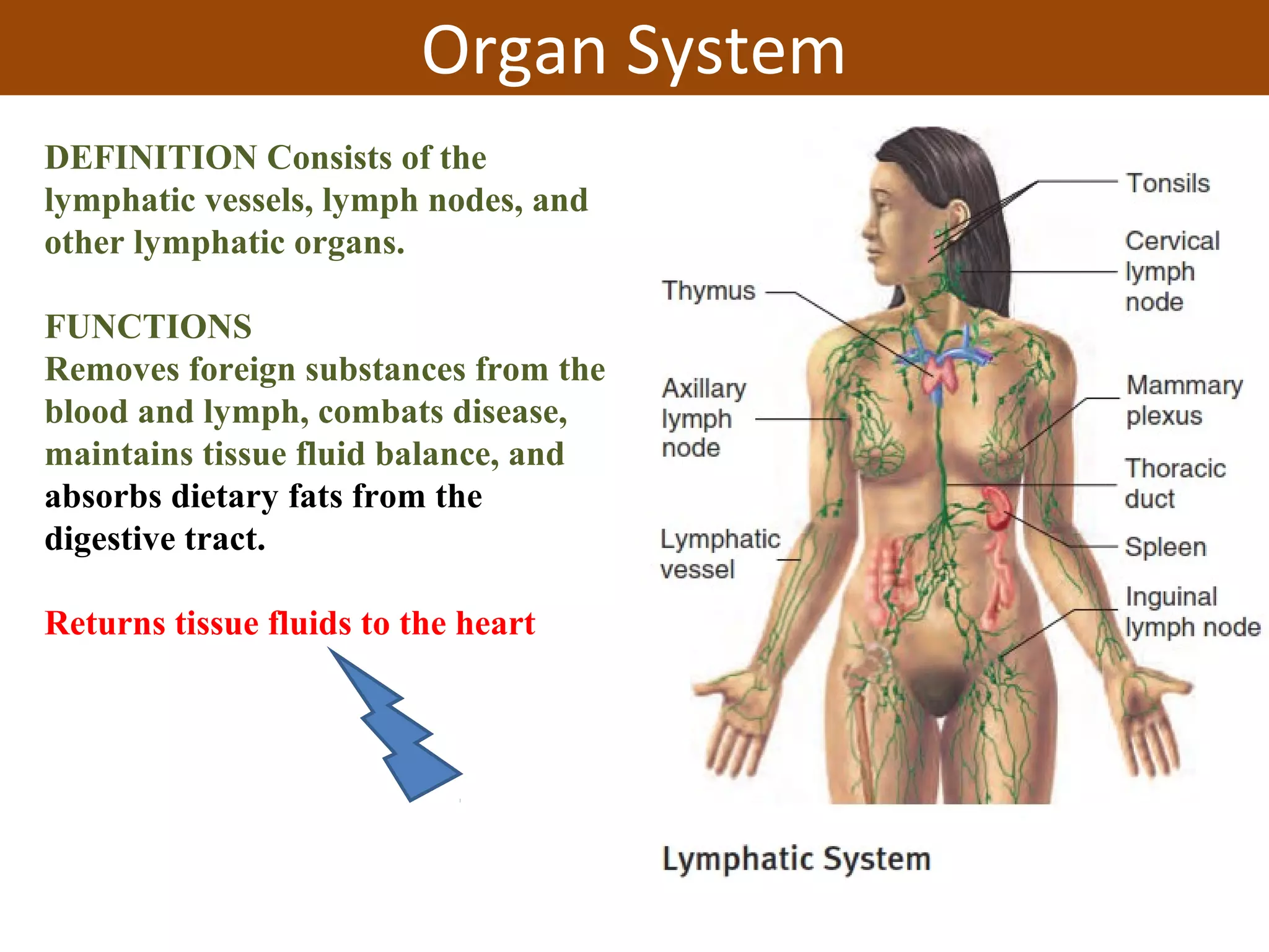 Unit 1 introduction to physiology | PPT