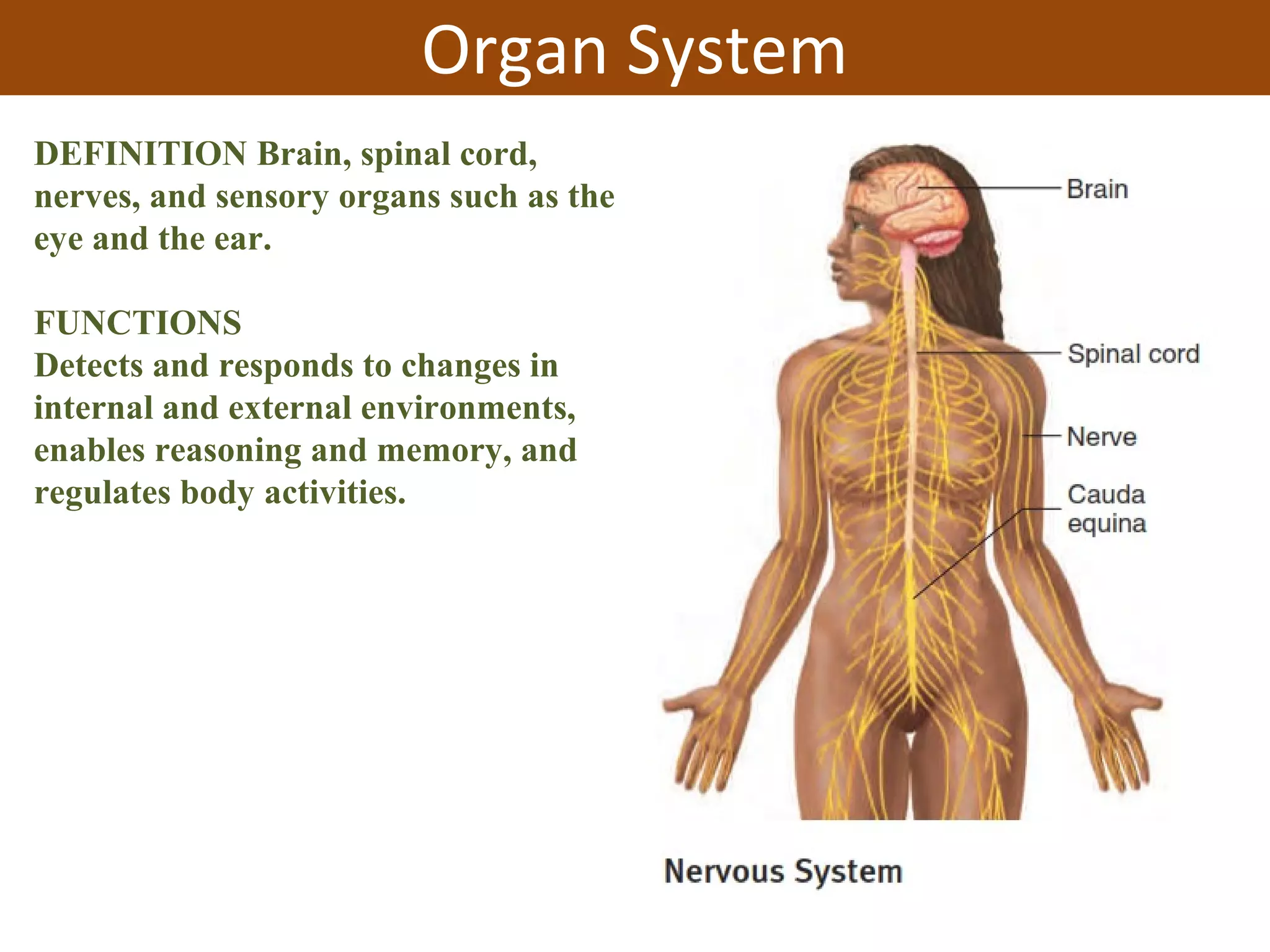 Unit 1 introduction to physiology | PPT