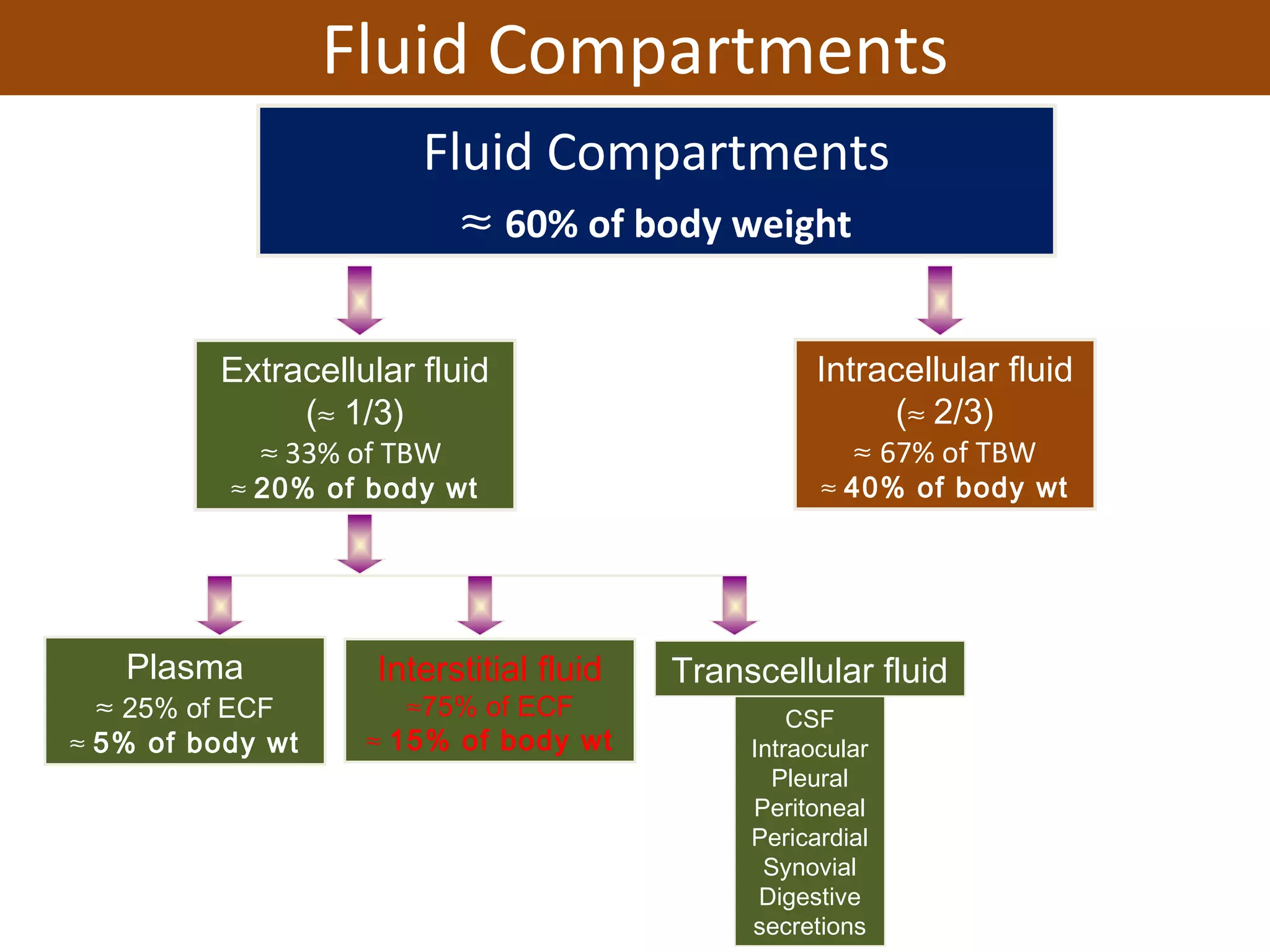 Unit 1 introduction to physiology | PPT