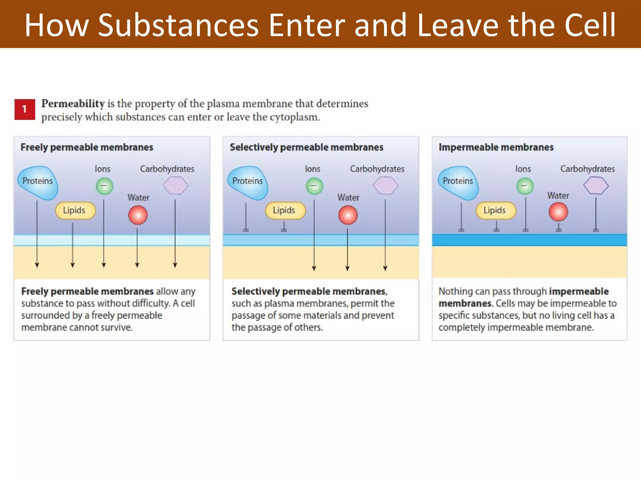 Unit 1 introduction to physiology | PPT