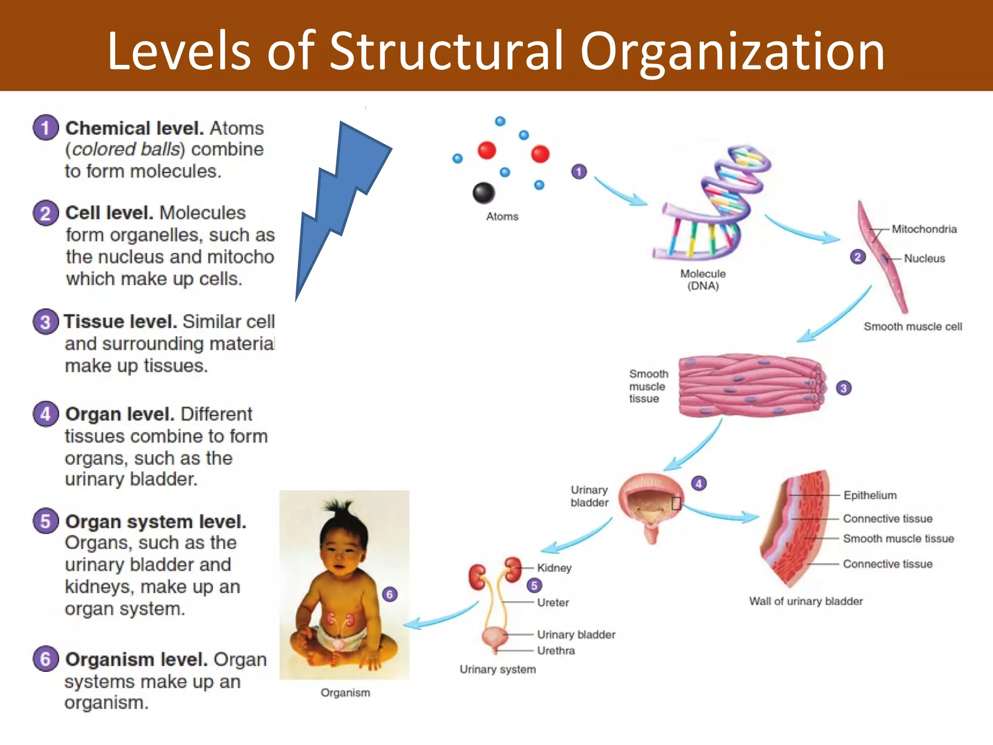 Unit 1 introduction to physiology | PPT