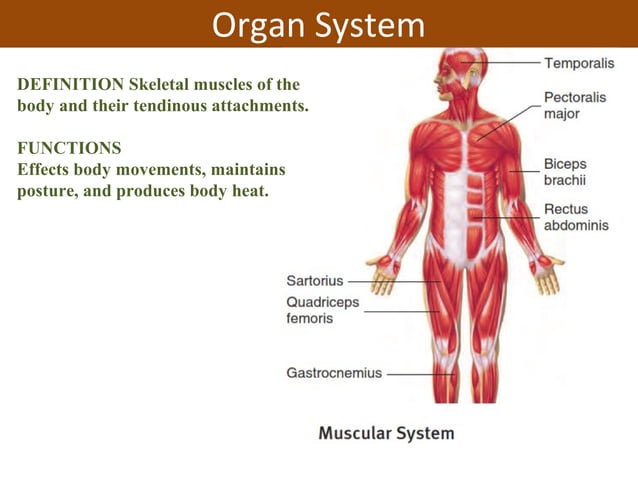 Unit 1 introduction to physiology | PPT | Lung and Respiratory Health | Diseases and Conditions