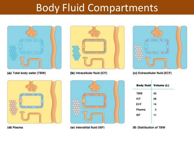 3 major body fluid compartments - inrikoly