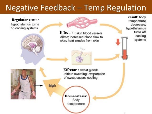 Unit 1 introduction to physiology