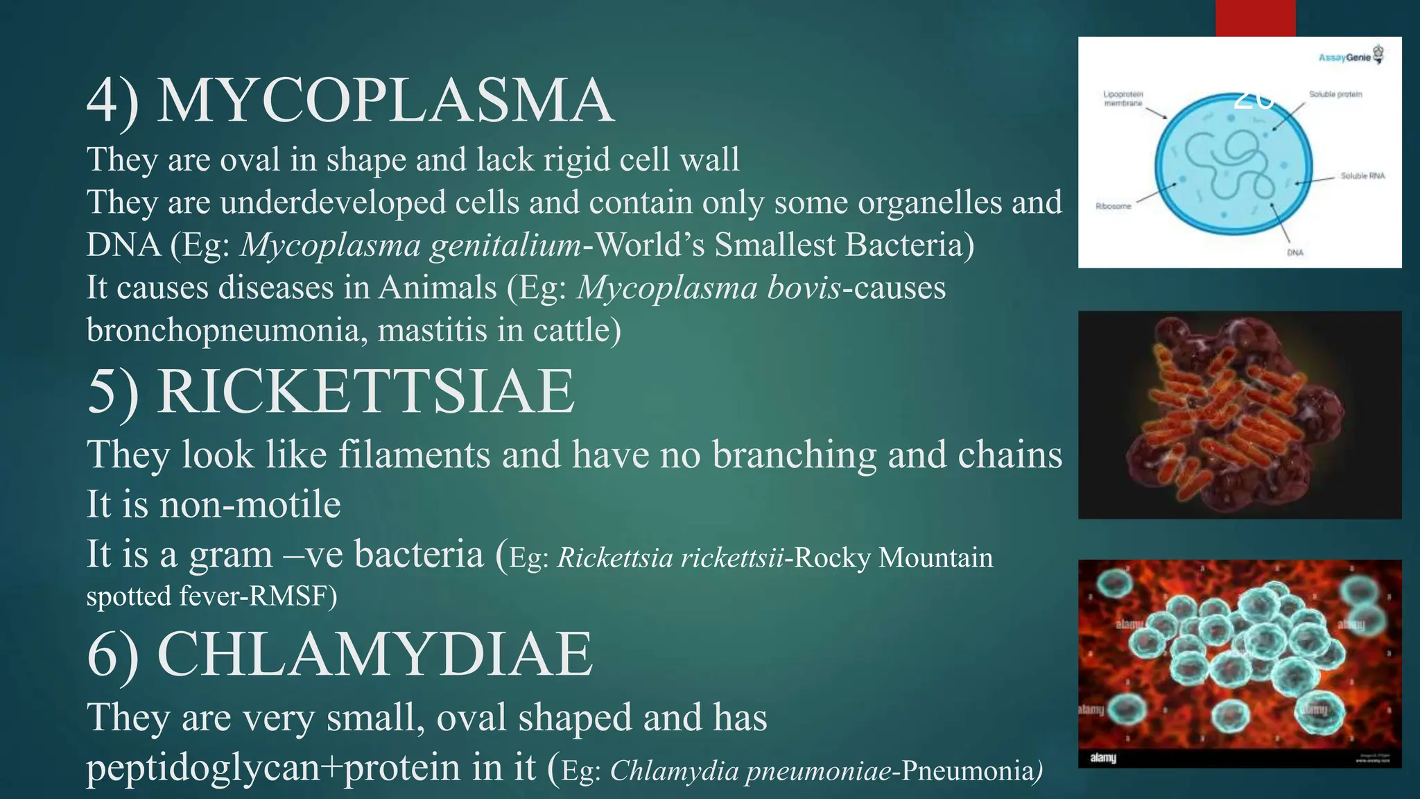 UNIT 1 Introduction to Prokaryotes, Eukaryotes, Morphological ...