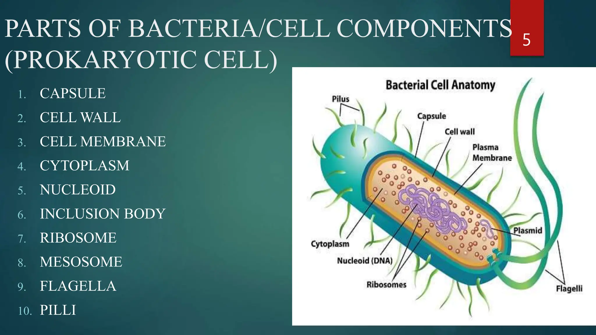 UNIT 1 Introduction to Prokaryotes, Eukaryotes, Morphological ...