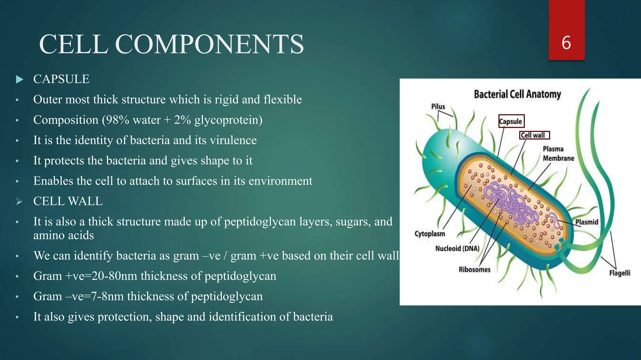UNIT 1 Introduction to Prokaryotes, Eukaryotes, Morphological ...