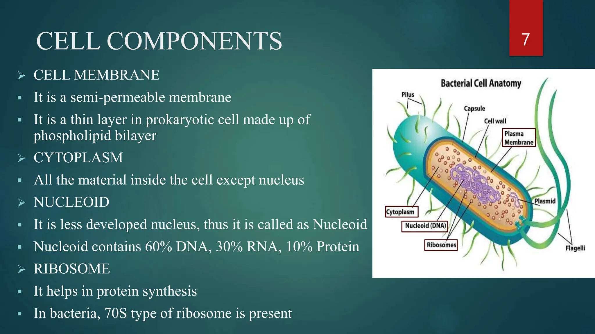 UNIT 1 Introduction to Prokaryotes, Eukaryotes, Morphological ...