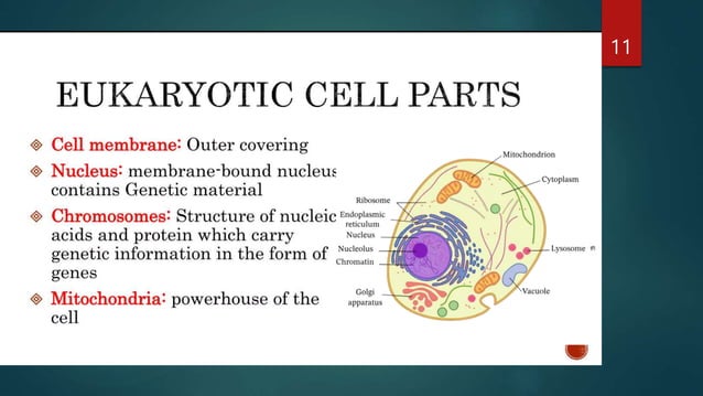 UNIT 1 Introduction to Prokaryotes, Eukaryotes, Morphological ...
