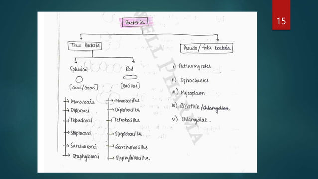UNIT 1 Introduction to Prokaryotes, Eukaryotes, Morphological ...