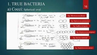 UNIT 1 Introduction to Prokaryotes, Eukaryotes, Morphological ...