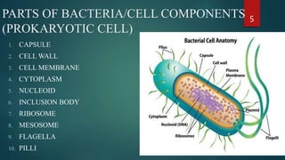 UNIT 1 Introduction to Prokaryotes, Eukaryotes, Morphological ...