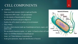 UNIT 1 Introduction to Prokaryotes, Eukaryotes, Morphological ...