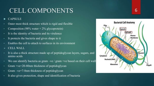 UNIT 1 Introduction to Prokaryotes, Eukaryotes, Morphological ...