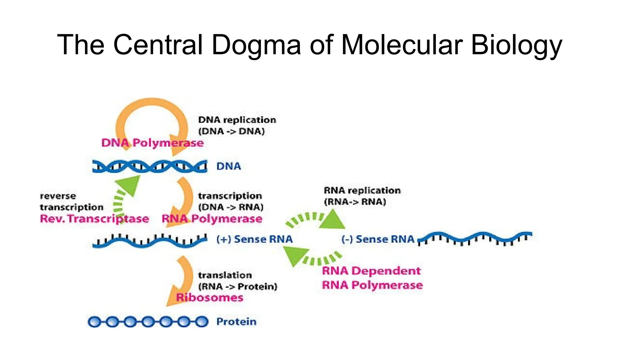 Central Dogma of Cell and Molecular Biology | PPTX