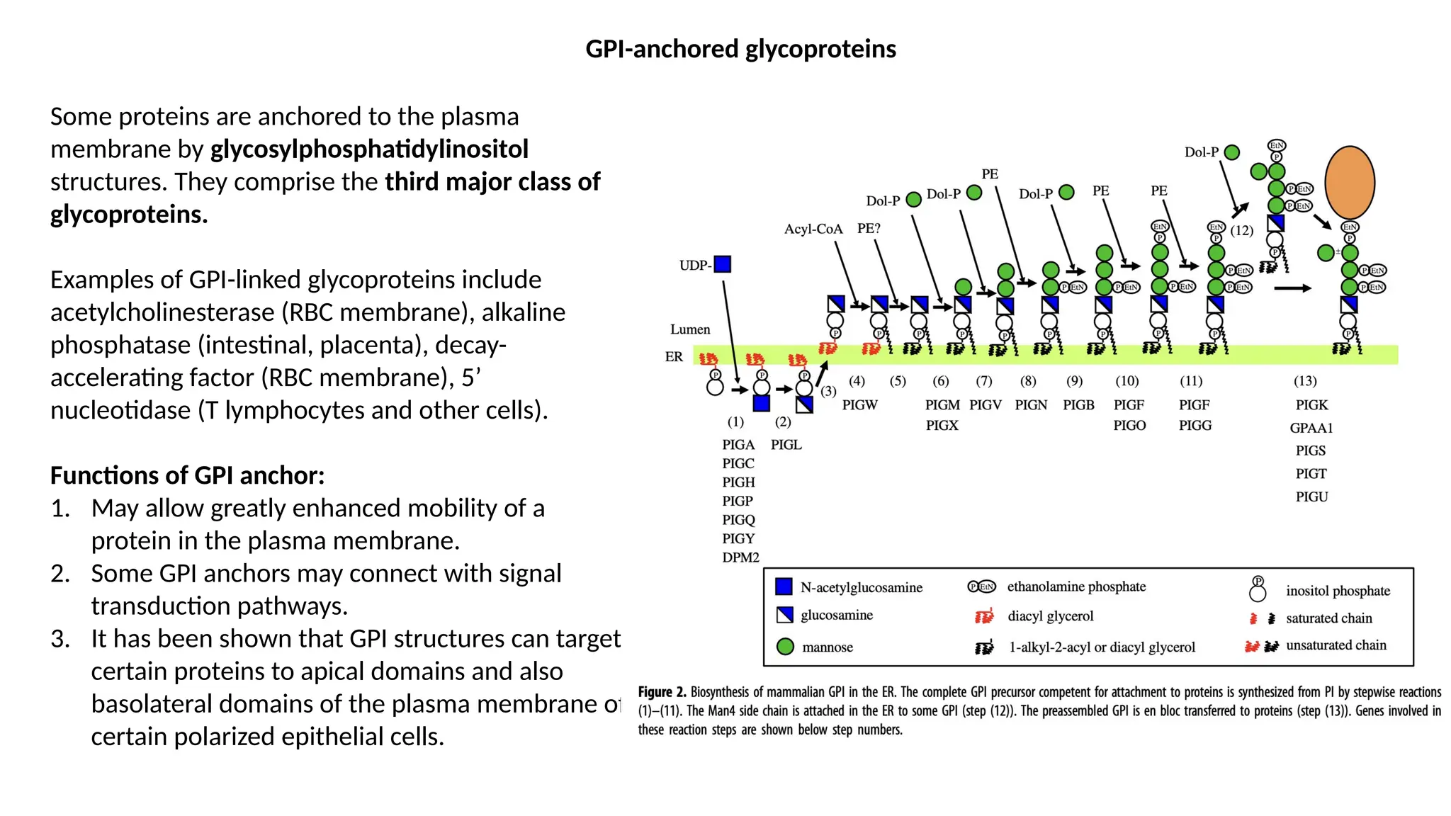 UNIT 1_L5_Glycoproteins functions and structure .pptx