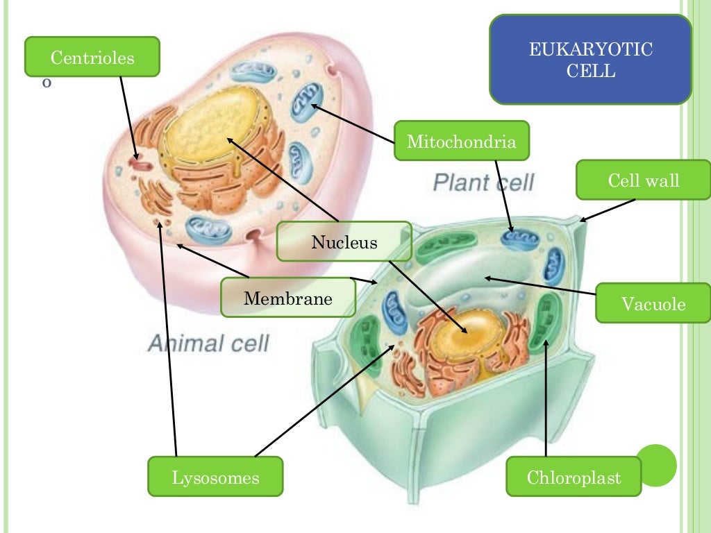 Unit 1 Living organisms