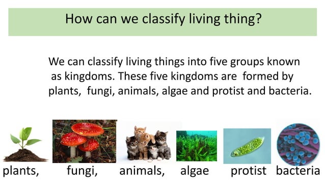Unit 1 living things natural science 3ºpdf defi | PPT