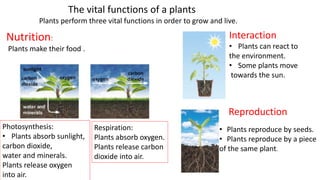Unit 1 living things natural science 3ºpdf defi | PDF