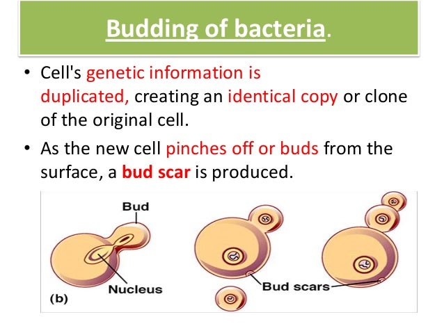 Unit 1 microorganisms