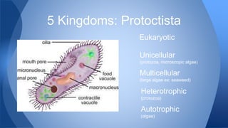 Unit 1 natural science living beings | PPT