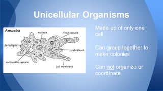 Unit 1 natural science living beings | PPT