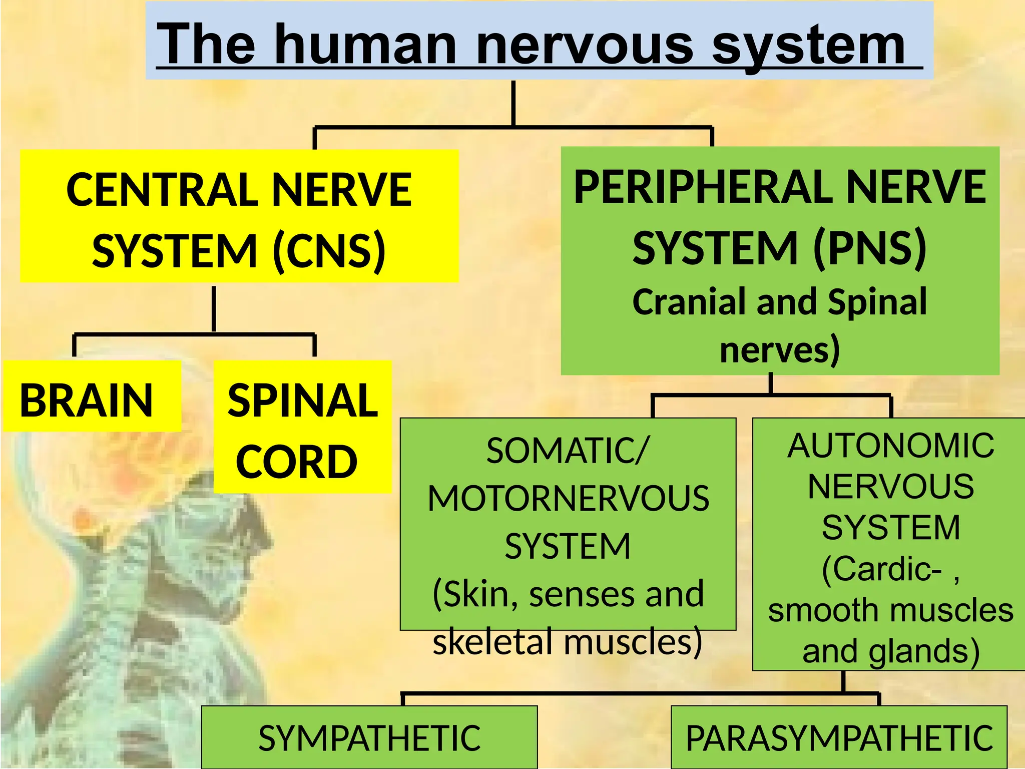 UNIT 1: Nervous System.................... | PPTX