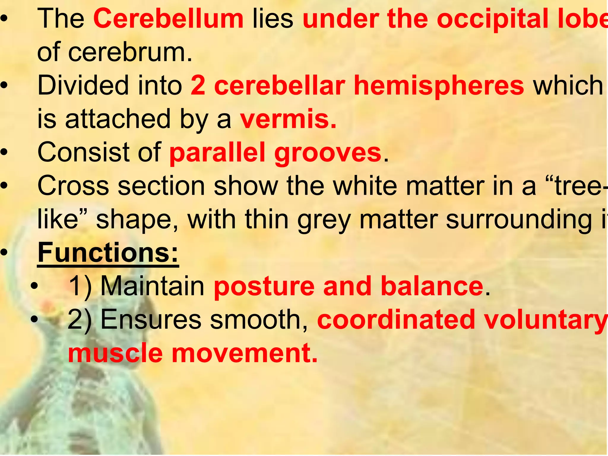 Unit 1 nervous system(1) | PPTX