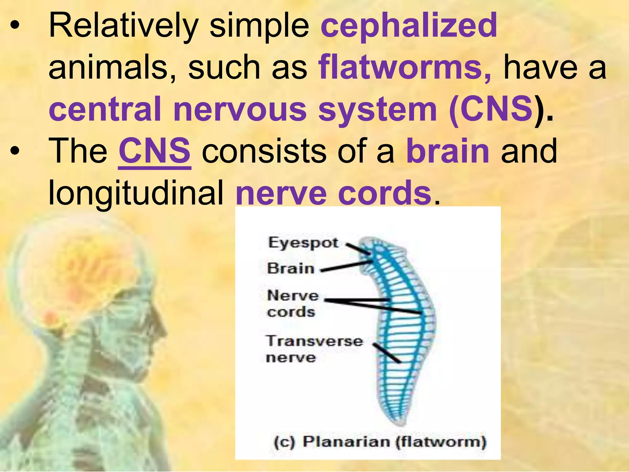 Unit 1 nervous system(1) | PPTX