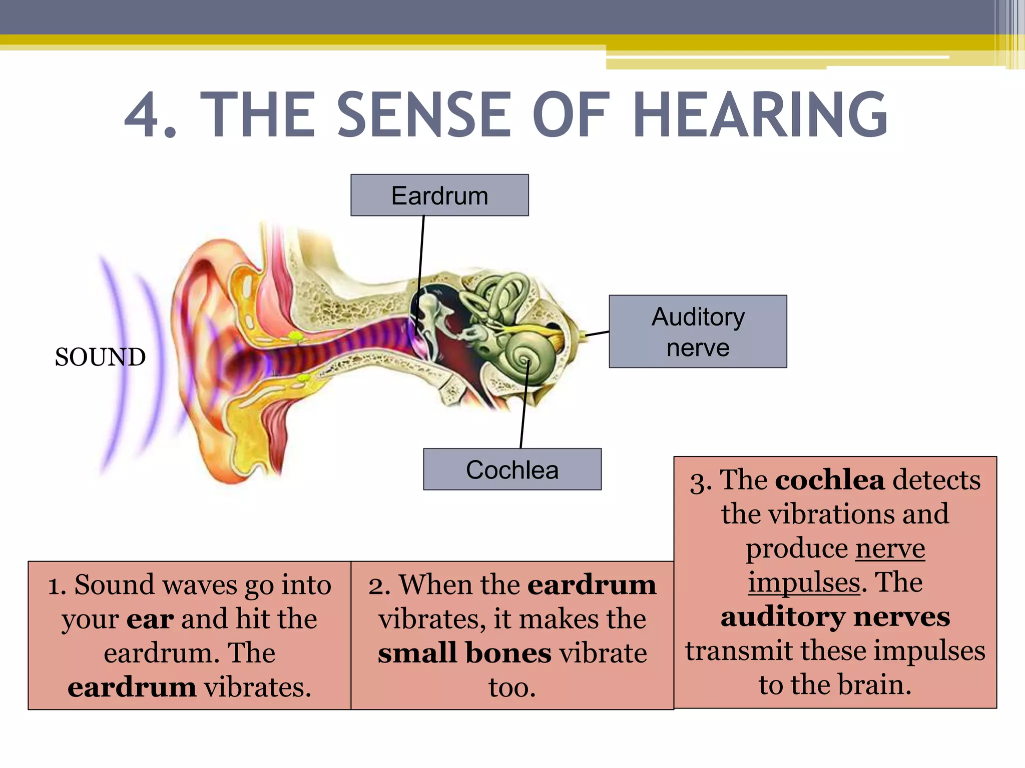 UNIT 1. INTERACTION | PPTX | Brain and Nervous System Disorders | Diseases and Conditions