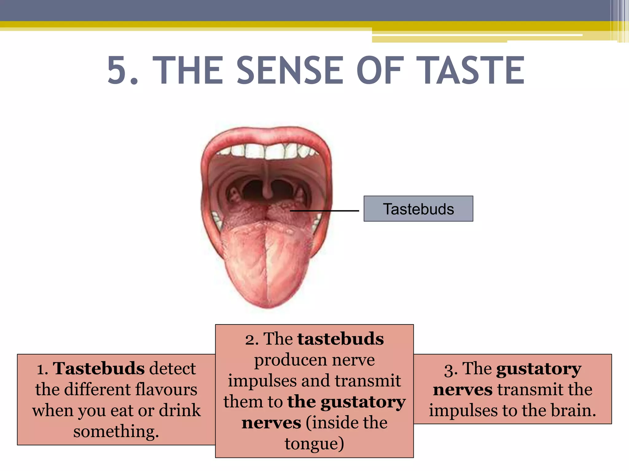 UNIT 1. INTERACTION | PPTX | Brain and Nervous System Disorders | Diseases and Conditions