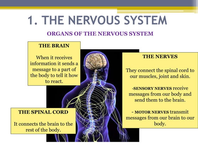 UNIT 1. INTERACTION | PPTX | Brain and Nervous System Disorders | Diseases and Conditions
