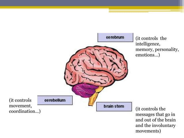 UNIT 1. INTERACTION | PPTX | Brain and Nervous System Disorders | Diseases and Conditions